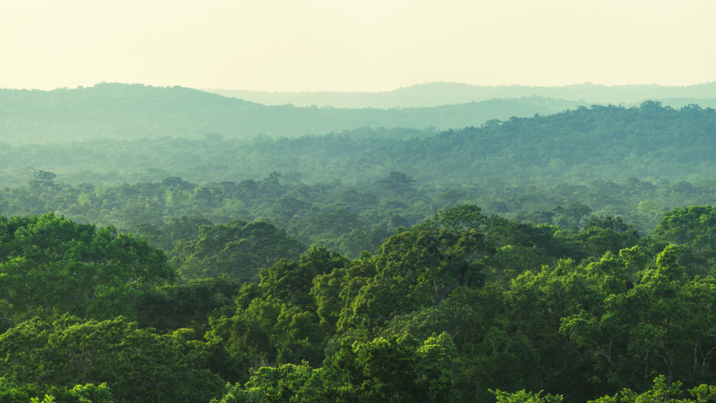 In Dubai, Guyana hopes to show the world its forest-saving plans (video)