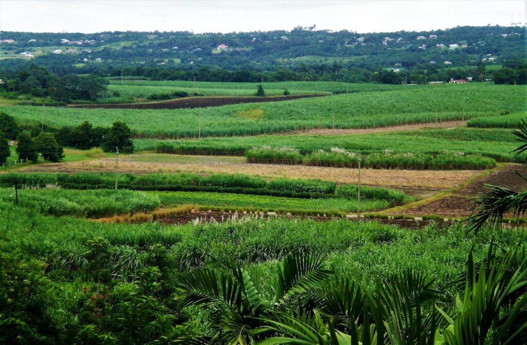 The Silent Crisis: How Climate Change Can Exacerbate Barbados’ Non ...
