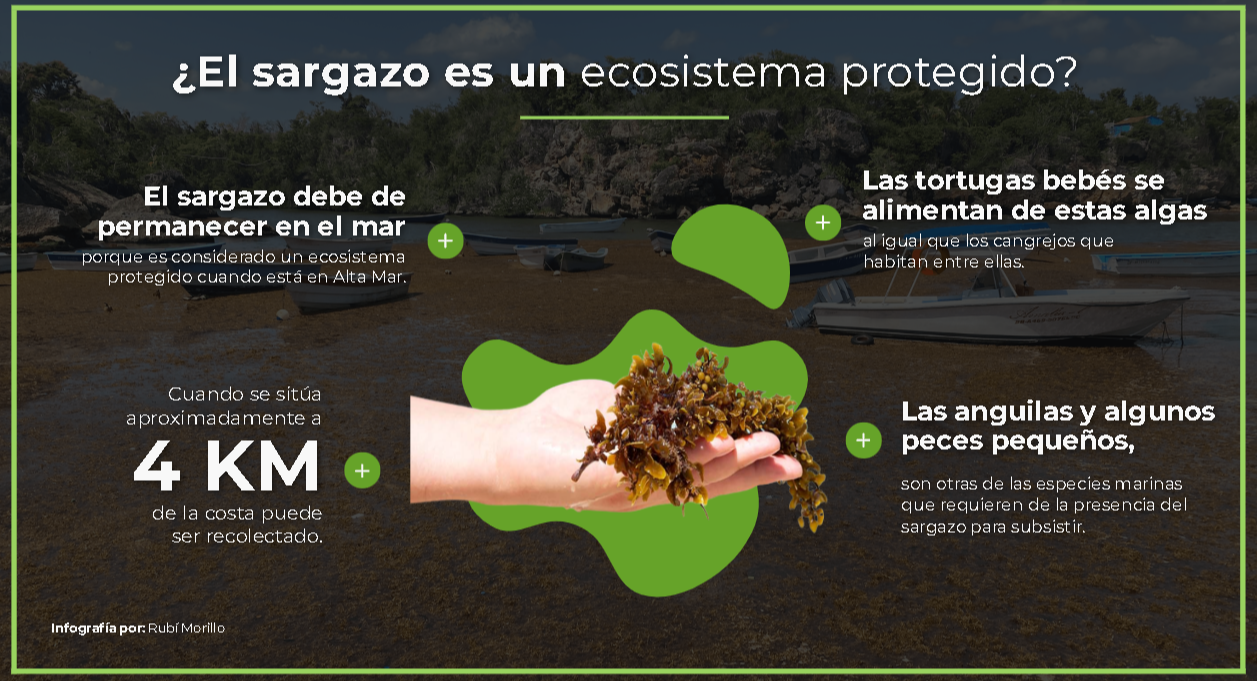 Transforming sargassum: From animal feed to building blocks and fuel ...