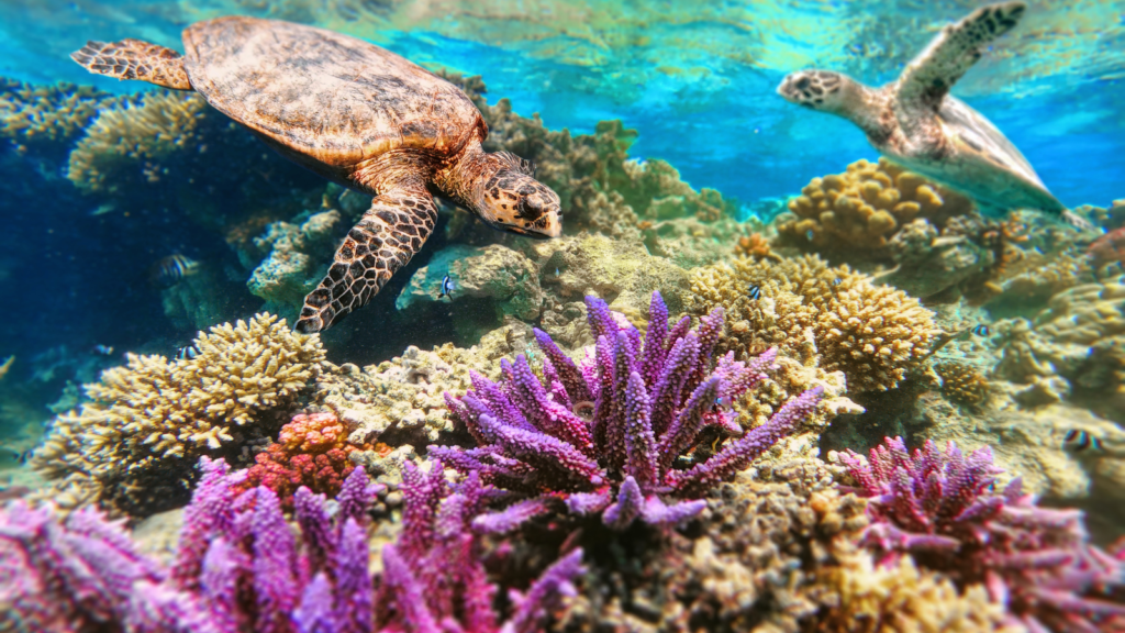 The Reef Keepers: Diving in with Alton Bertie (video) - Climate Tracker
