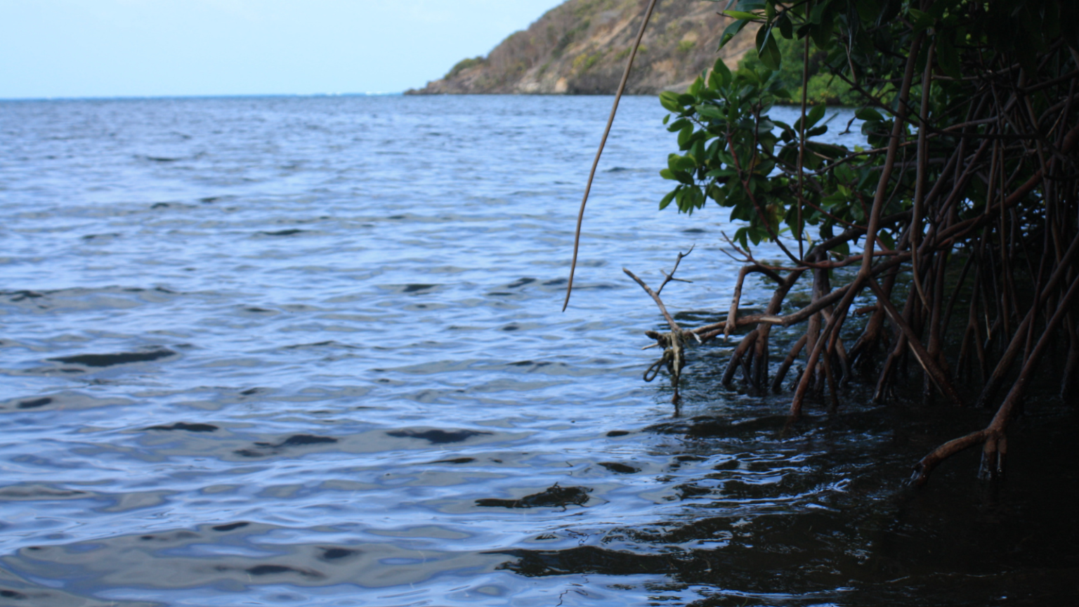 Mangroves: Critical ecosystems for biodiversity and climate action ...