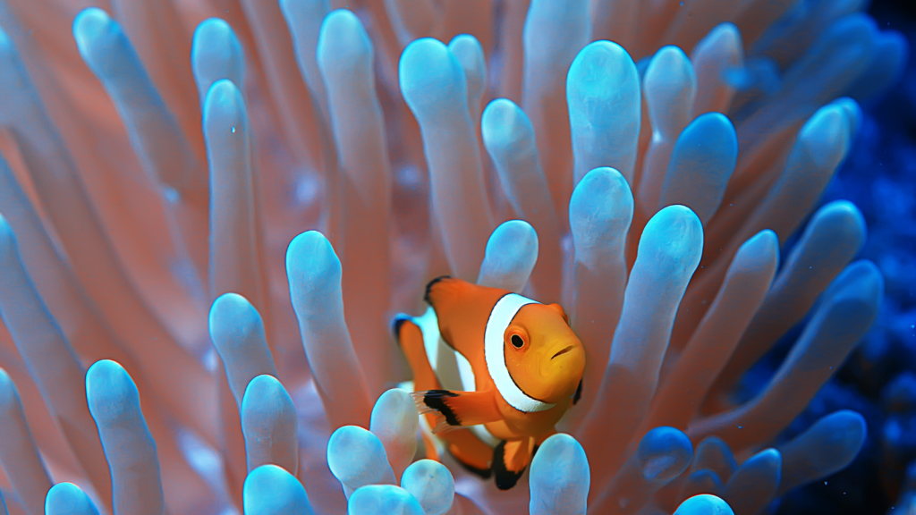 Coral reef restoration in Puerto Rico and St. Vincent and the ...